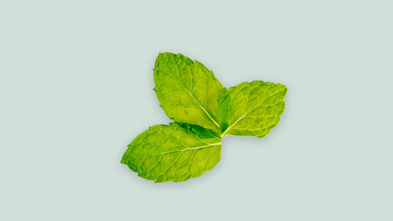 Peppermint Benefits for Treating Hair Loss | Divi Scalp Care